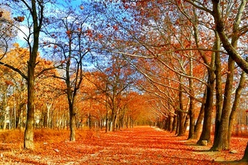 Advantages and Disadvantages of Moving in the Fall